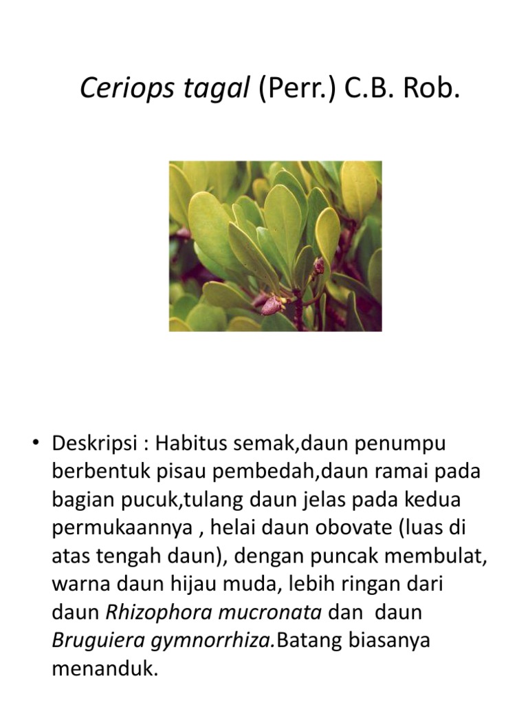 Ceriops Tagal | PDF
