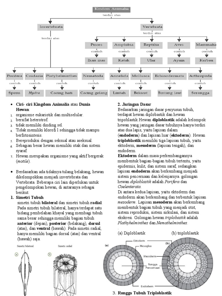 Pengertian Ciri Ciri Contoh Cacing Nemathelminthes