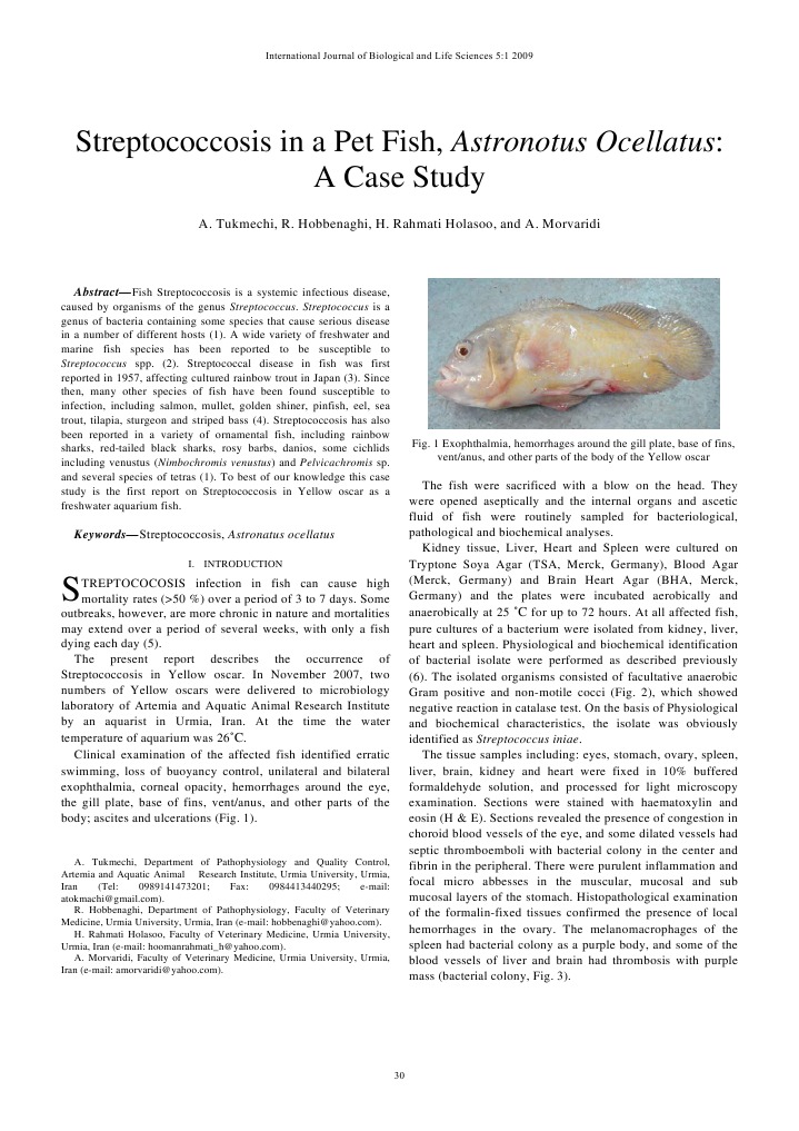 Streptococcosis in A Pet Fish, Astronotus Ocellatus: A Case Study | PDF ...