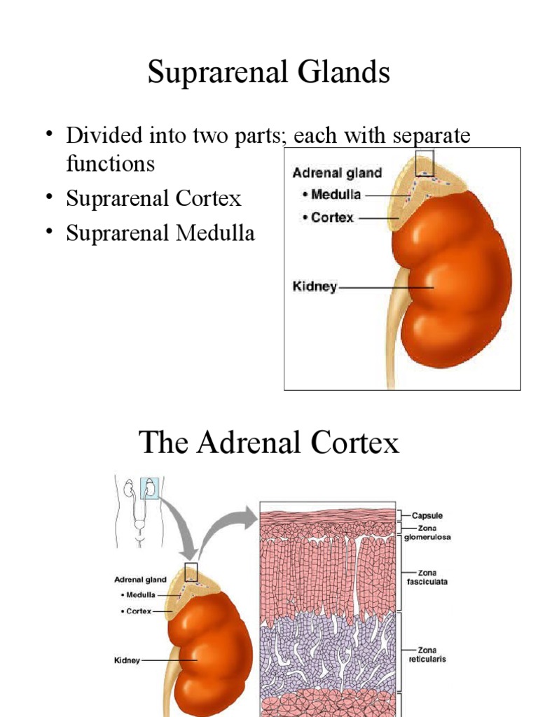 Suprarenal Glands: - Divided Into Two Parts Each With Separate ...