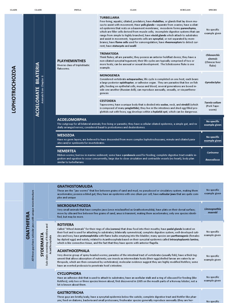 Lophotrochozoa: Characteristics and Examples | PDF | Mollusca | Nematode