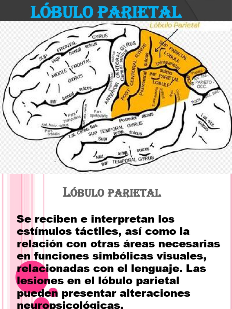 Exposicion de Lobulo Parietal