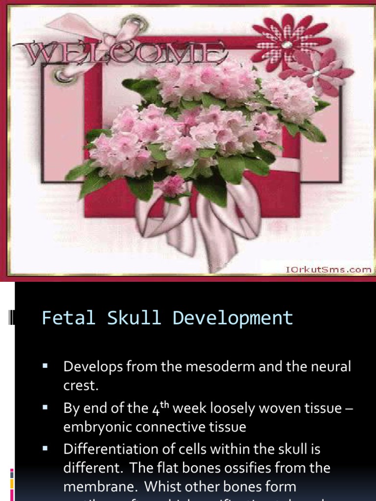 Fetal Skull Development and Anatomy | PDF | Atrium (Heart) | Aorta