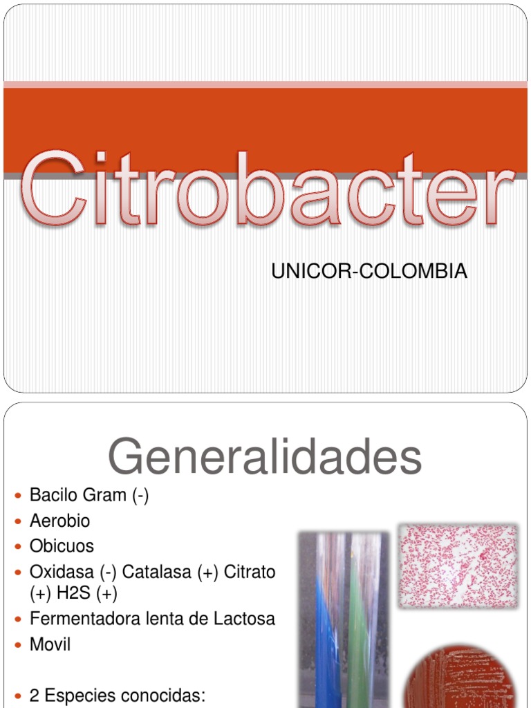 Citrobacter Trabajo 2010 Bacteriologia | PDF
