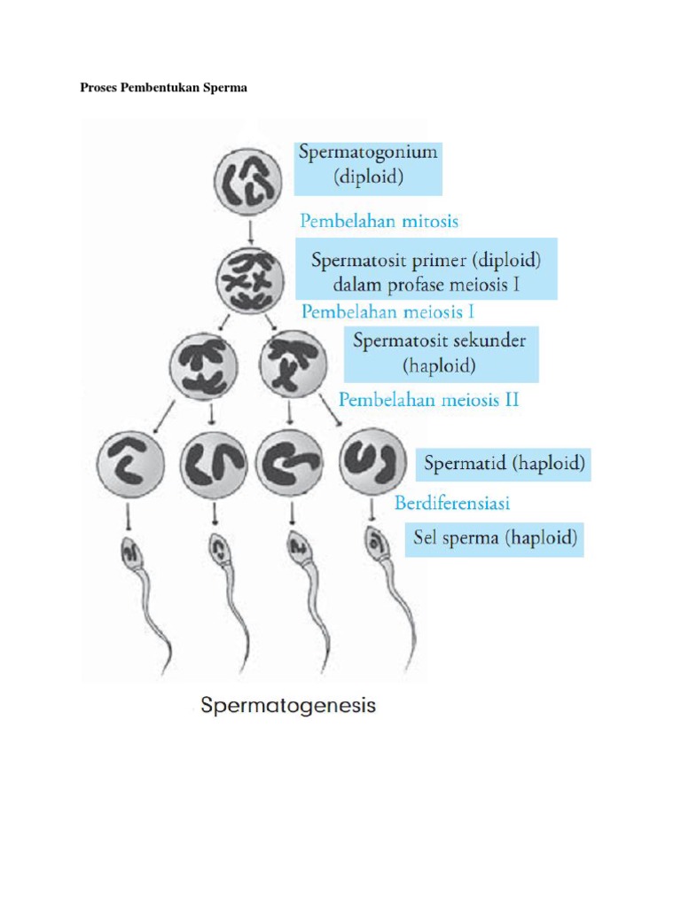 Proses Pembentukan Sperma | PDF