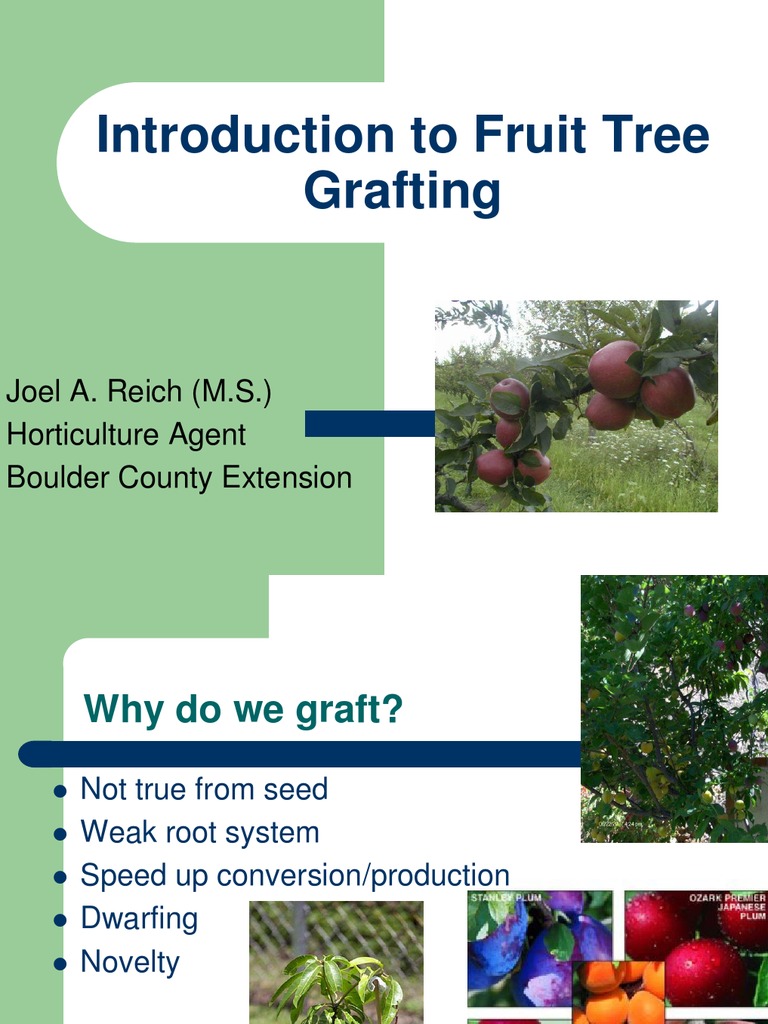 Introduction To Fruit Tree Grafting | PDF | Grafting | Botany