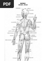 108 Marma Points Chart Overview | PDF | Edema | Prana