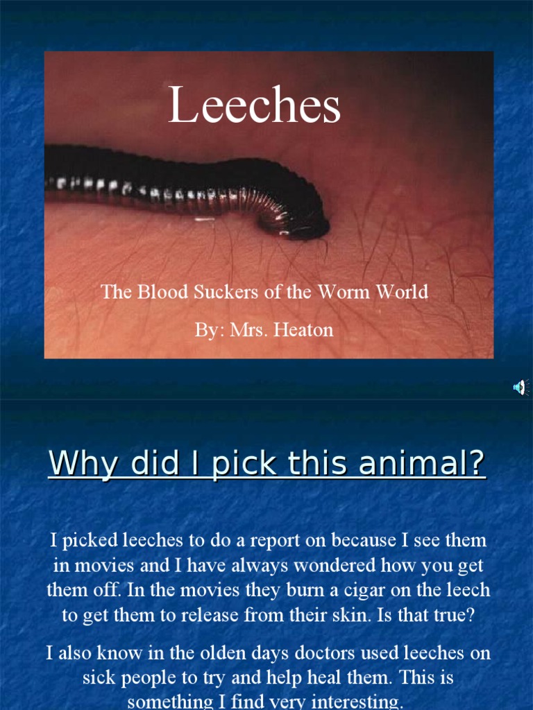 Leeches | PDF | Senses | Organisms