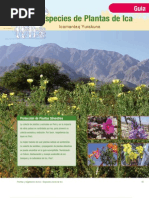 Ichu | PDF | Plantas | Horticultura y jardinería