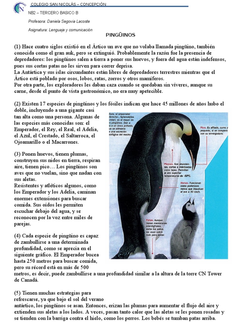 comprension lectora | Pingüino | Antártida
