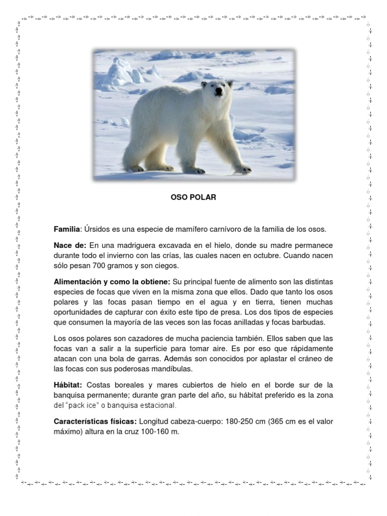 Caracteristicas Del Oso Polar | PDF | Oso polar | Osos