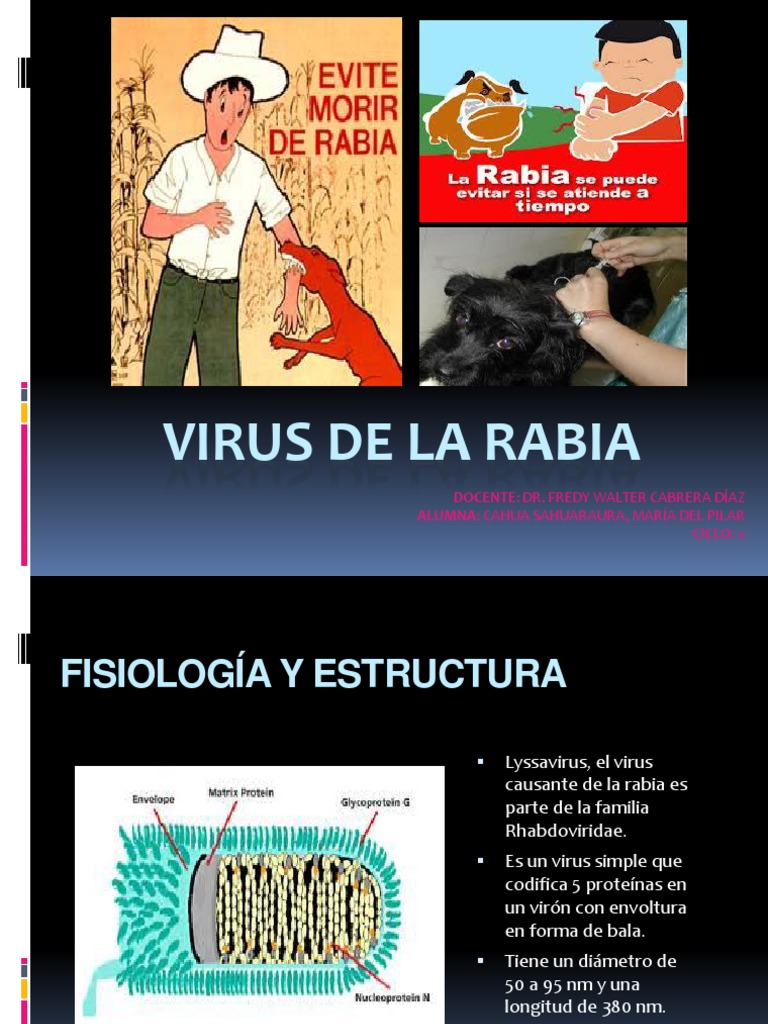Virus de La Rabia | PDF | Rabia | Virus