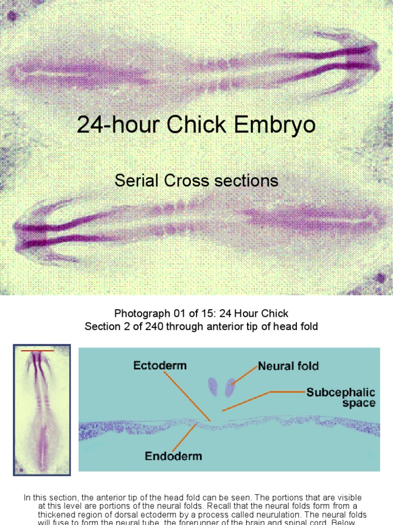 24hr Chick Cross Sections | PDF | Developmental Biology | Anatomy
