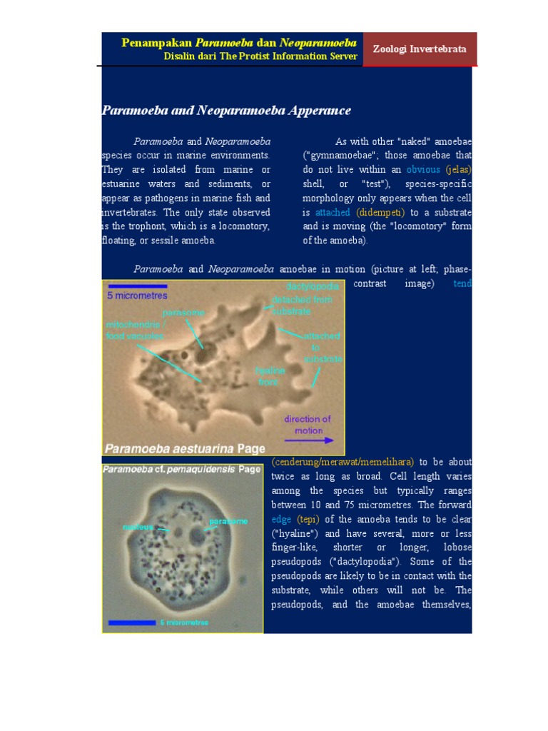 Paramoeba and Neoparamoeba Overview | PDF | Staining | Dapi