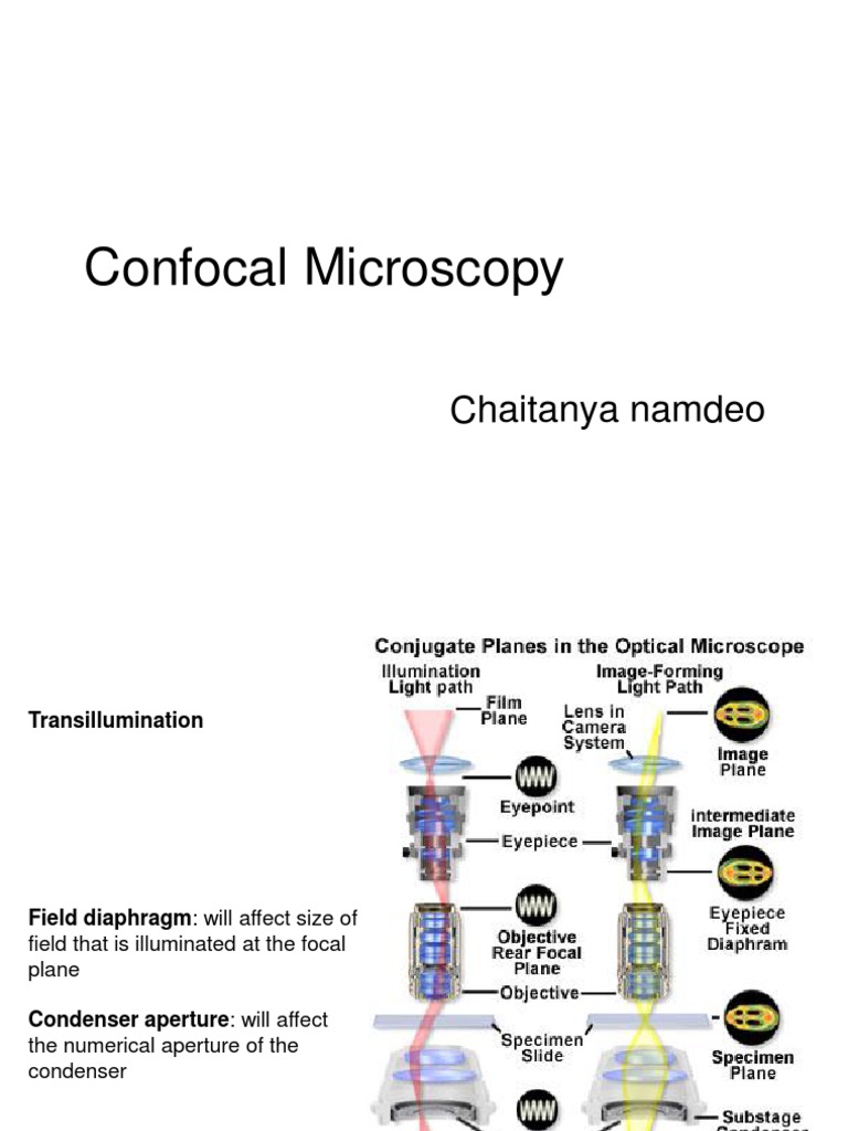 Confocal Micros | PDF | Fluorescence Microscope | Microscopy