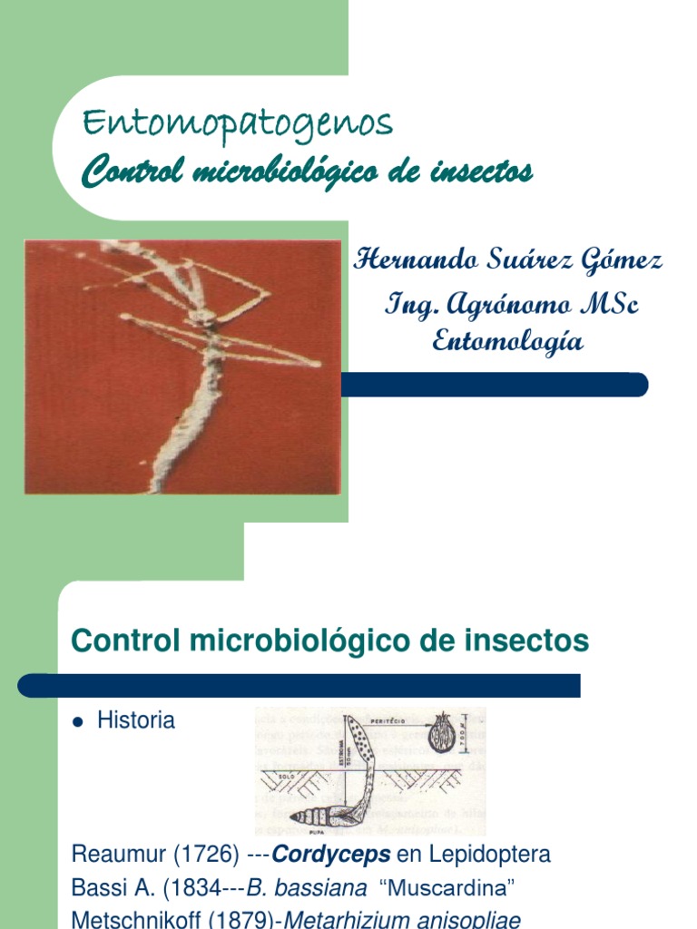 Entomopatogenos | PDF | Insectos | Microbiología
