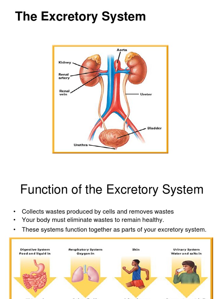 Excretory System | PDF | Kidney | Urinary System