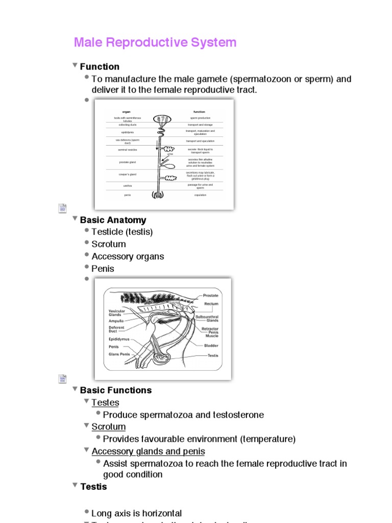 Equine Male Reproductive System | Testicle | Reproductive System | Free ...