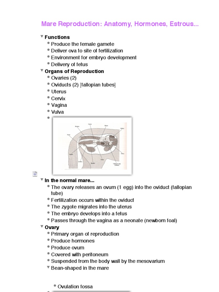 Mare Reproduction: Anatomy, Hormones, Estrous... : Functions | PDF ...