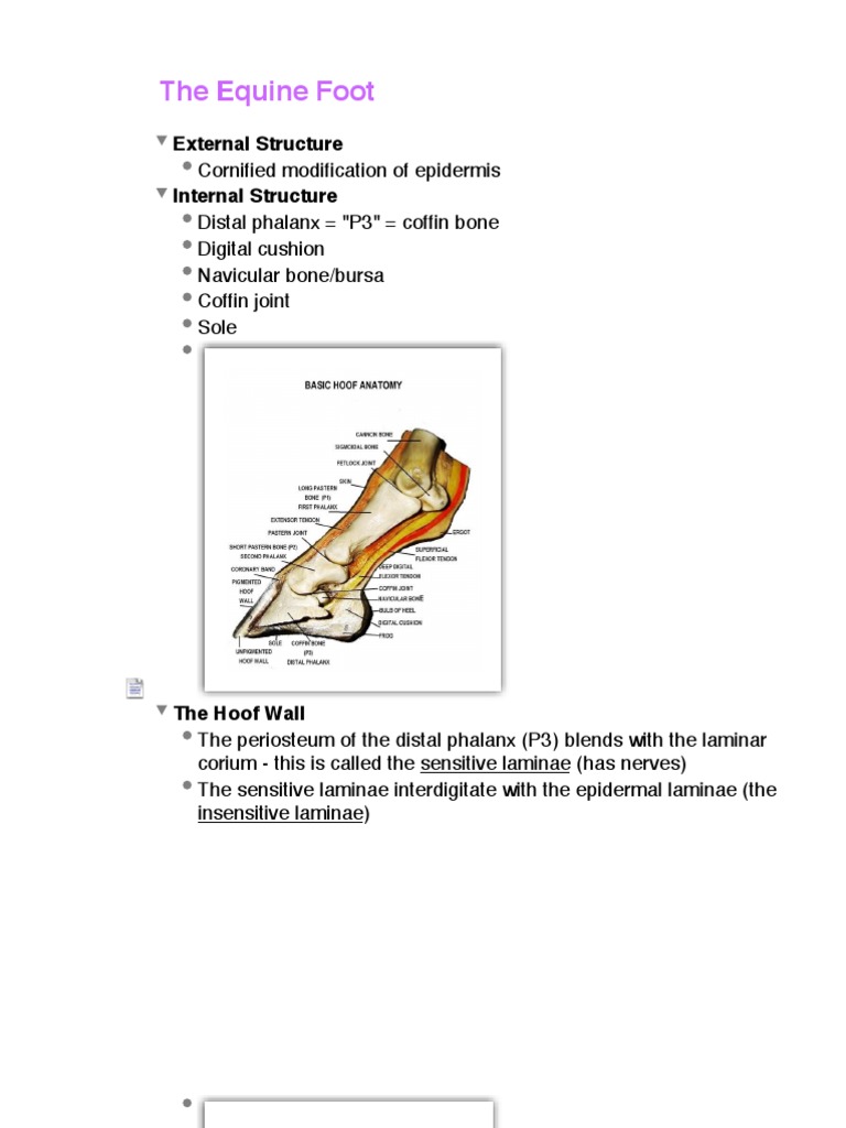 The Equine Foot | PDF | Health Sciences | Clinical Medicine