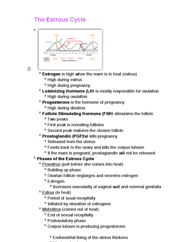 The Equine Estrous Cycle | PDF