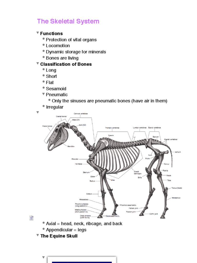 Equine Skeletal System Guide | PDF | Wellness