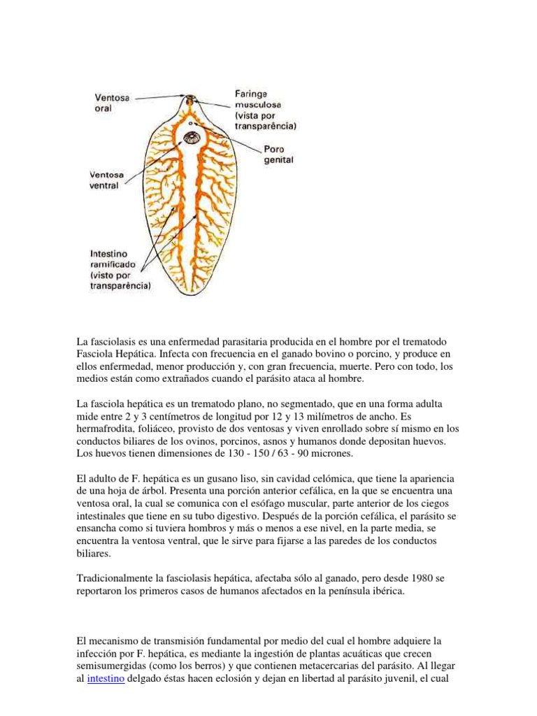 Fasciola Hepática | Medicine | Medical Specialties