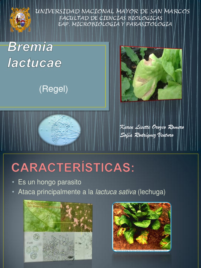 Germinación de Bremia lactucae en lechuga | PDF | Botánica | Salud y ...
