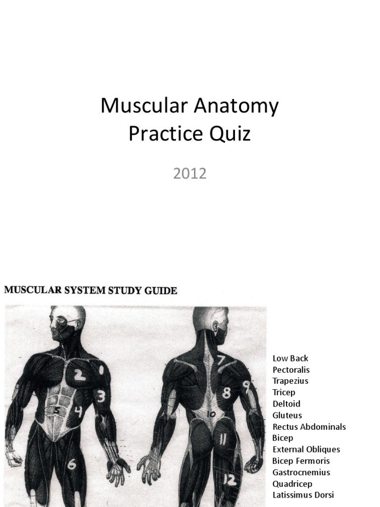 Muscular Anatomy Practice Quiz | PDF | Career & Growth