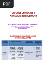 Funcion de Las Uniones GAP en La Union Interceluar | PDF | Biología ...
