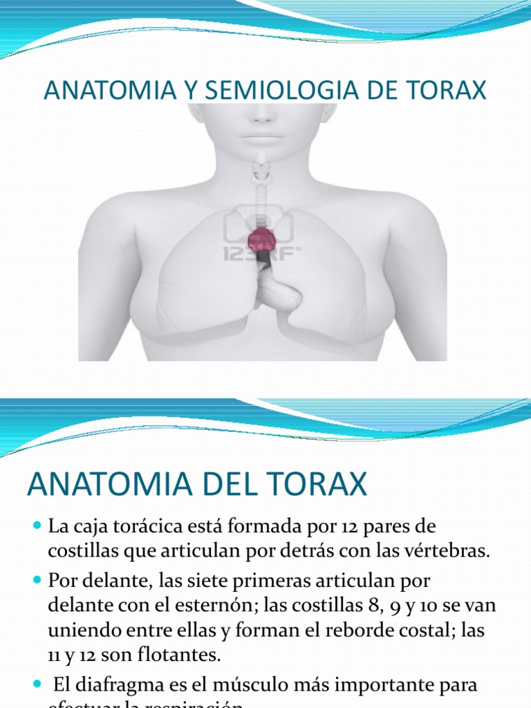 Anatomia y Semiologia de Torax | PDF | Pulmón | Tórax