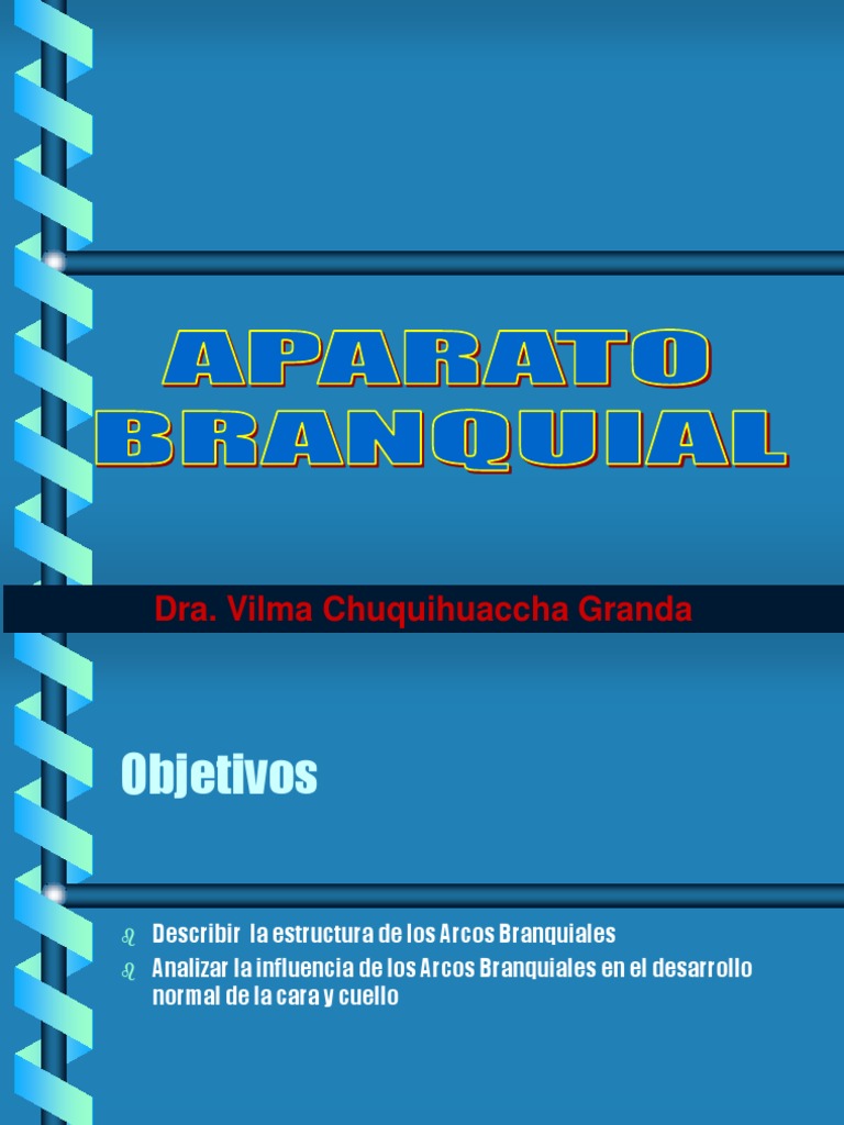 Arcos Branquiales | PDF | Órgano (anatomía) | Anatomía humana