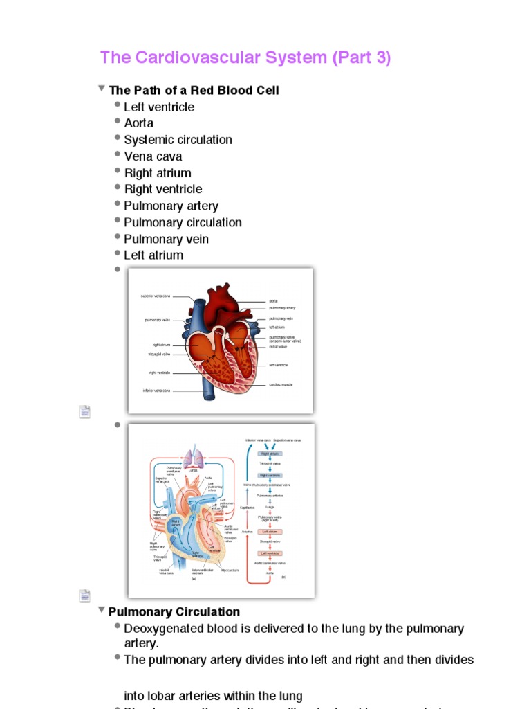 The Equine Cardiovascular System | Heart | Circulatory System | Free 30 ...