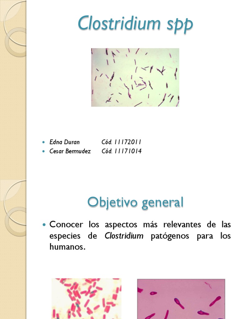 Clostridium Spp | Especialidades Medicas | Enfermedades y trastornos