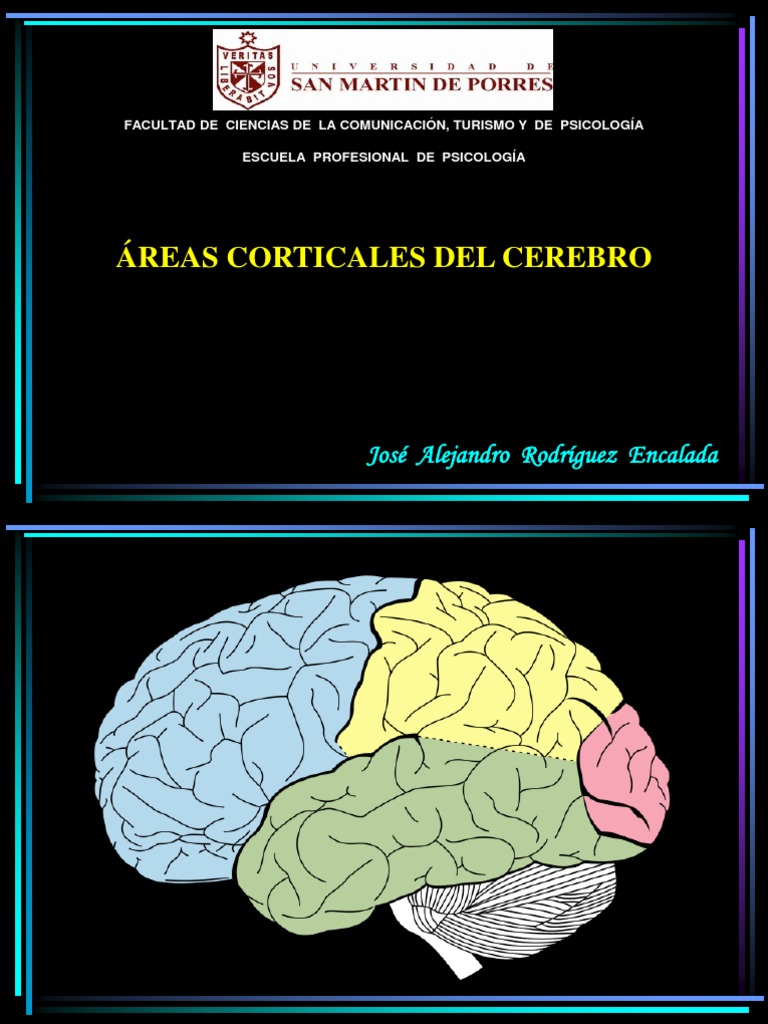 Areas Corticales | PDF | Lóbulo frontal | Órgano (anatomía)