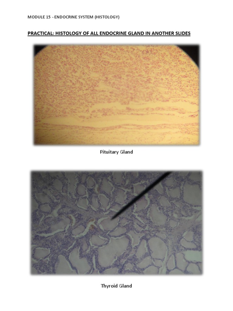 Practical Histology - ALL | PDF