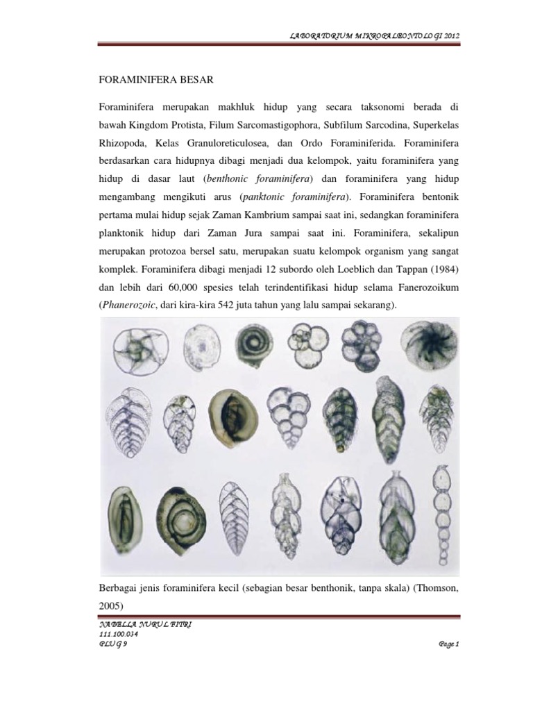 Foraminifera Besar | PDF
