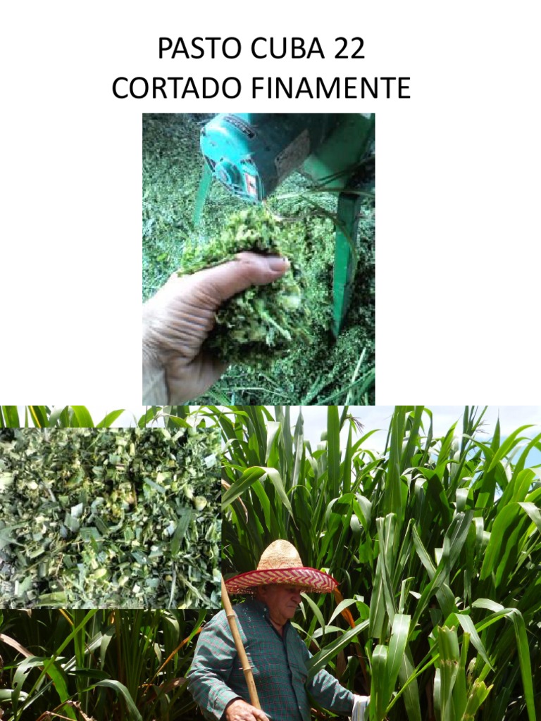 Comparativa Pasto Cuba 22 y Clon 51 | PDF