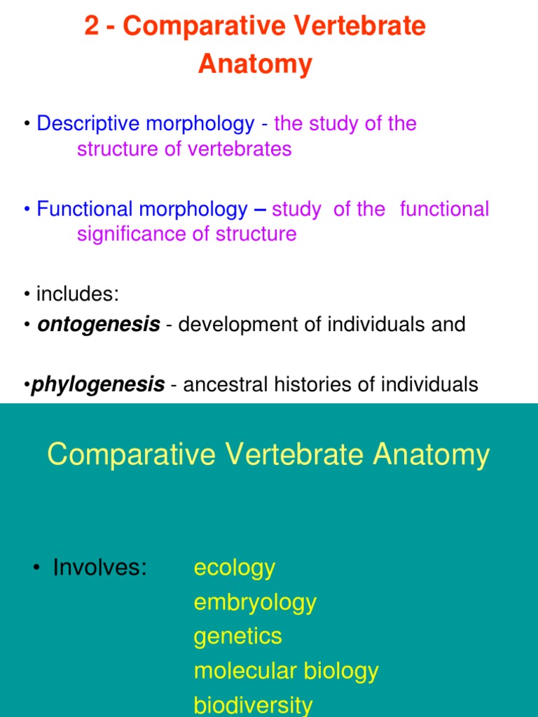 Comparative Anatomy of Vertebrates | PDF | Vertebral Column | Vertebrates