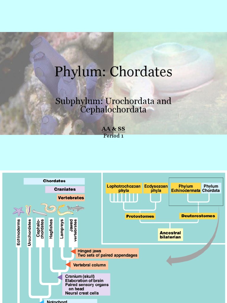 Animal Phyla Project-1 (1) SHUM | PDF | Chordates | Zoology