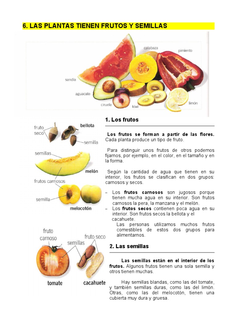Frutos Carnosos Y Secos