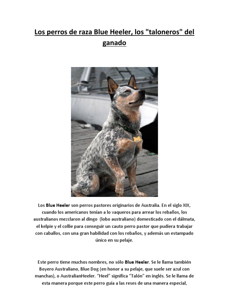 Blue Heeler: Características y Cuidados | PDF | Hogar, jardinería y ...
