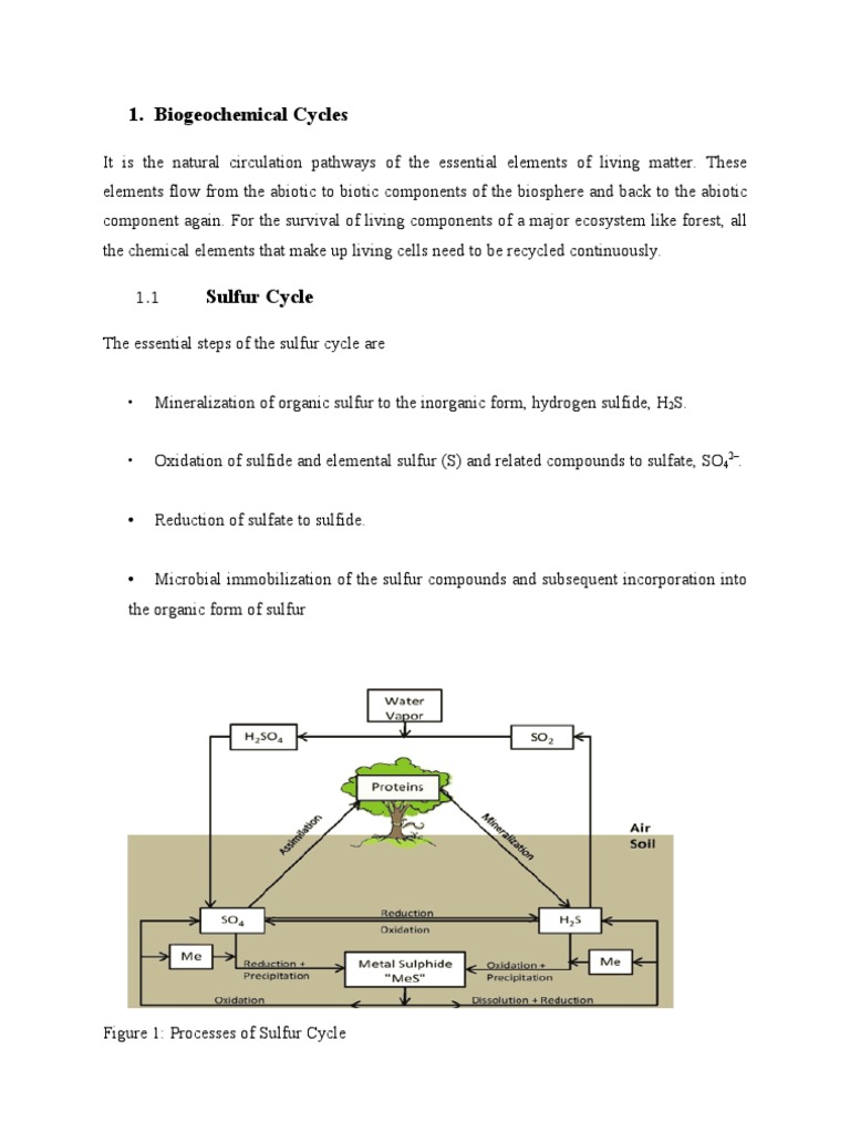 Sulfur Cycle | PDF | Sulfur | Sulfur Dioxide