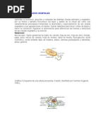 100 Ejemplos de Triptongo | PDF | Naturaleza