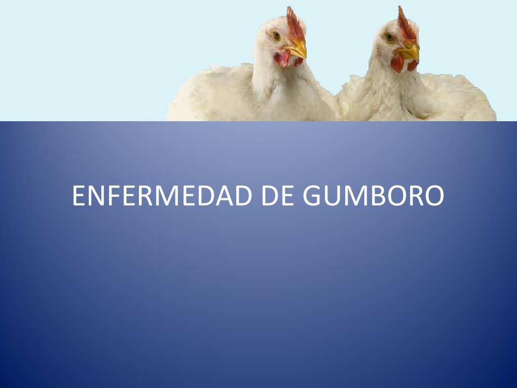 Síntomas y control de Gumboro en aves | PDF | Virus | Infección
