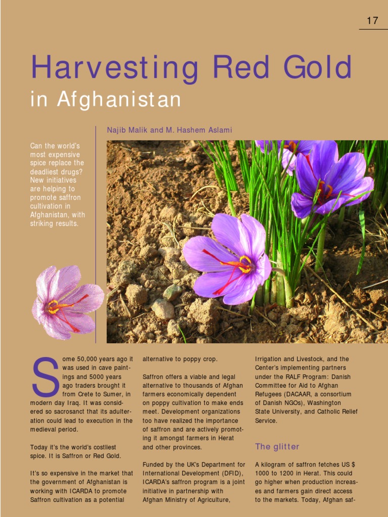 Saffron Case Study | PDF | Agriculture | Business