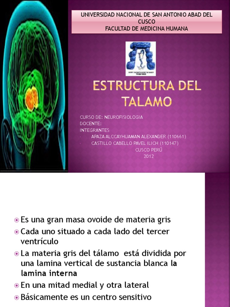 Funciones y Núcleos del Tálamo | PDF | Tálamo | Sistema nervioso