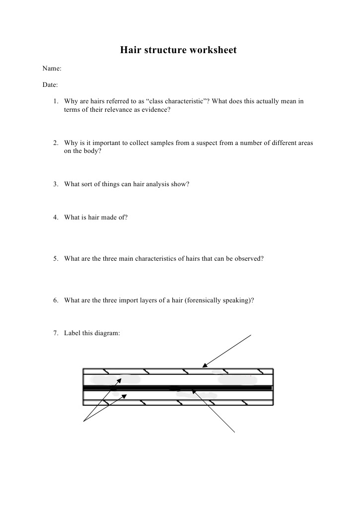 Hair Structure Worksheet | PDF