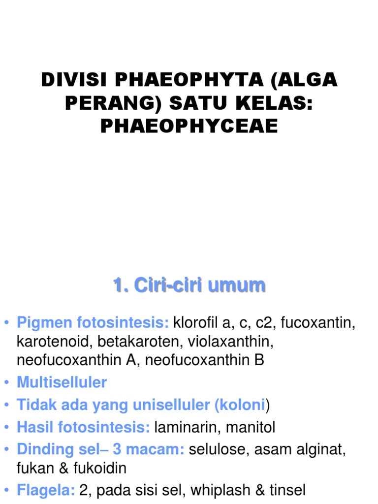 PHAEOPHYTA | PDF