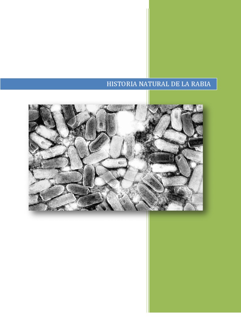 Historia Natural de La Rabia | PDF | Rabia | Virus